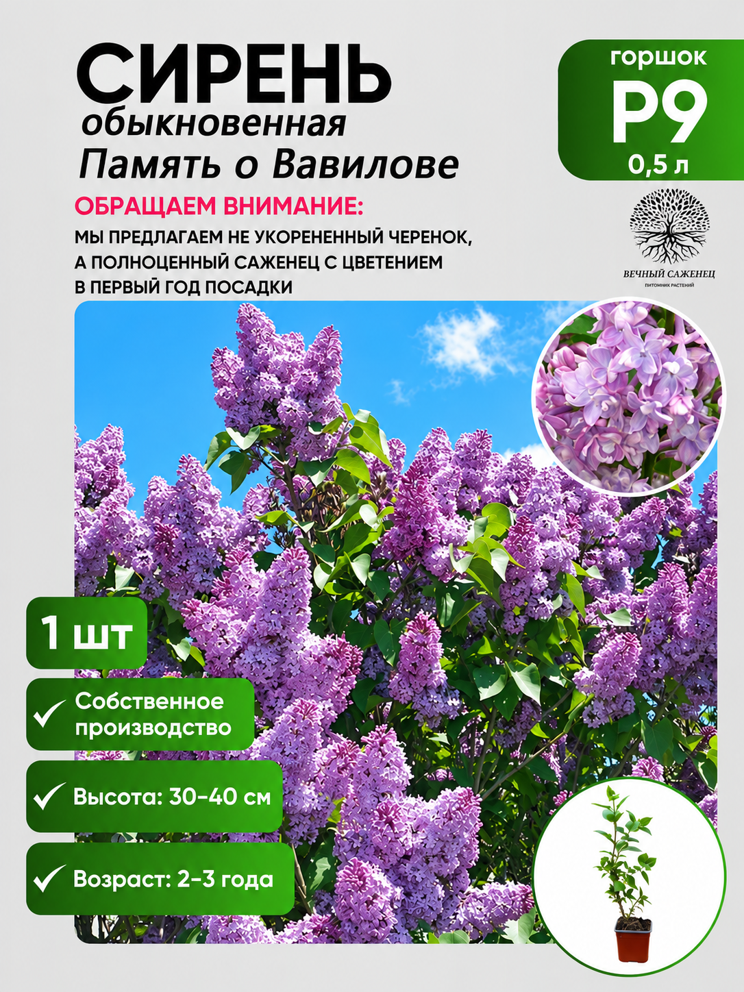 Сирень обыкновенная Память о Вавилове, саженец для сада и дачи, декоративное растение для посадки