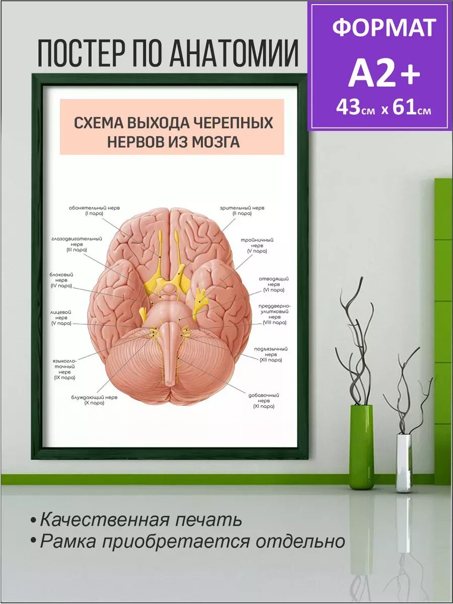 Постеры А2 по анатомии, строение ногтевого аппарата