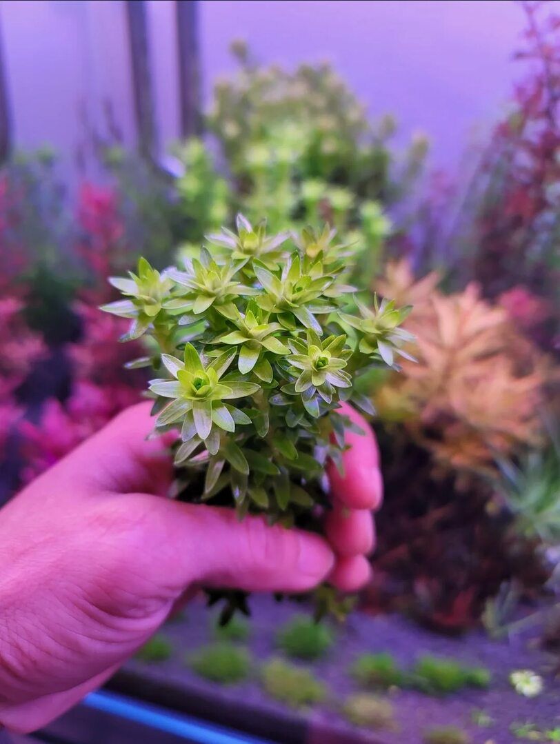 Тонина флюватилис (Tonina fluviatilis) 2 ветки