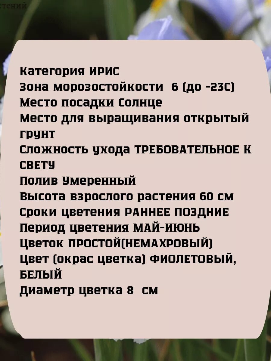 Ирис луковичный/Ирис цветок — фото 1
