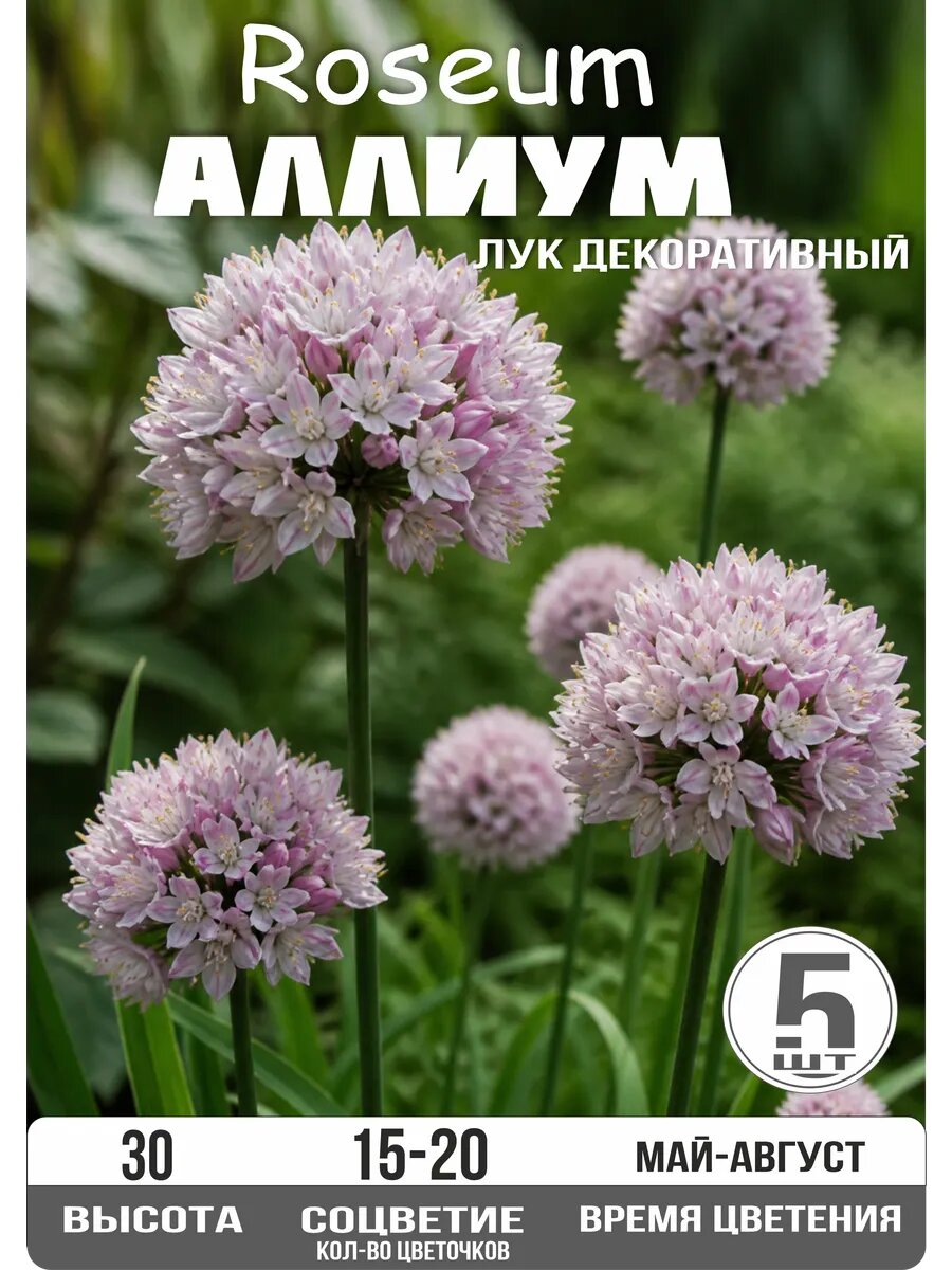 Лук декоративный (Аллиум) Розеум, 5шт. высота до 40 см. нежно-розового цвета