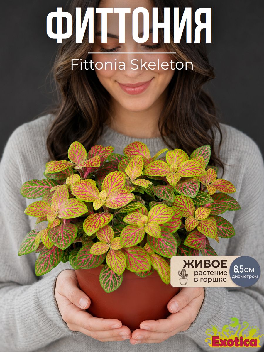 Фиттония Cкелетон (Fittonia Skeleton) D8,5см, комнатный цветок