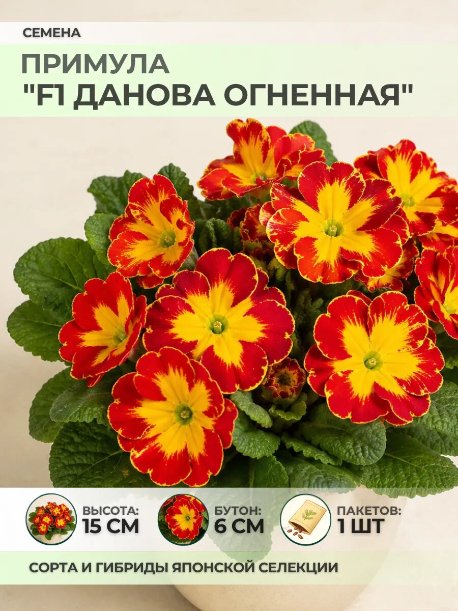 Примула "Данова огненная" F1, крупные жёлто-красные с белой каймой цветки, 1 упаковка, 5 шт. семян.