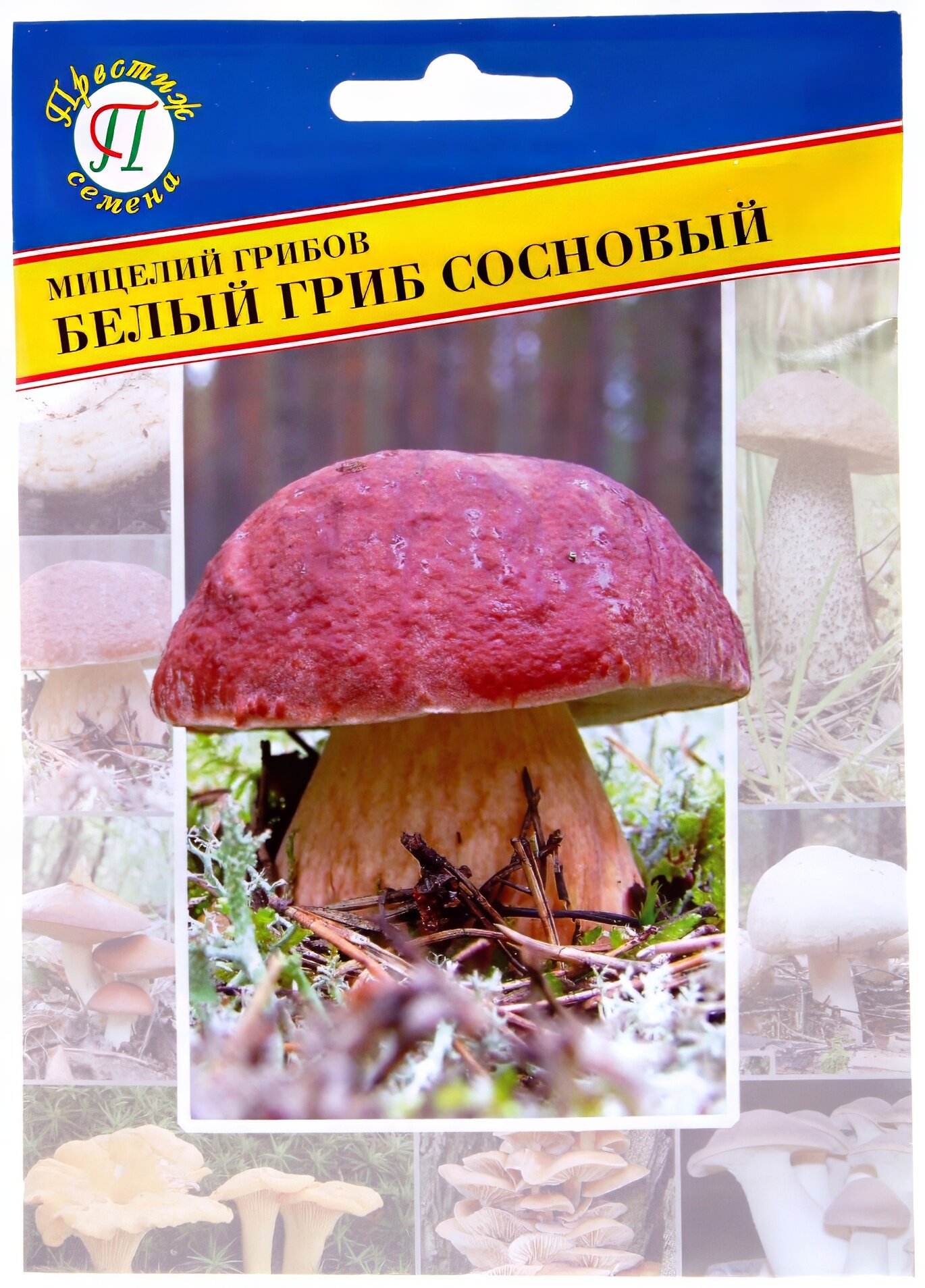 Мицелий грибов Белый гриб Сосновый