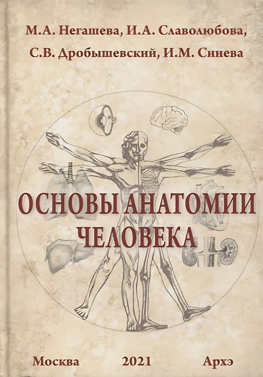Основы анатомии человека