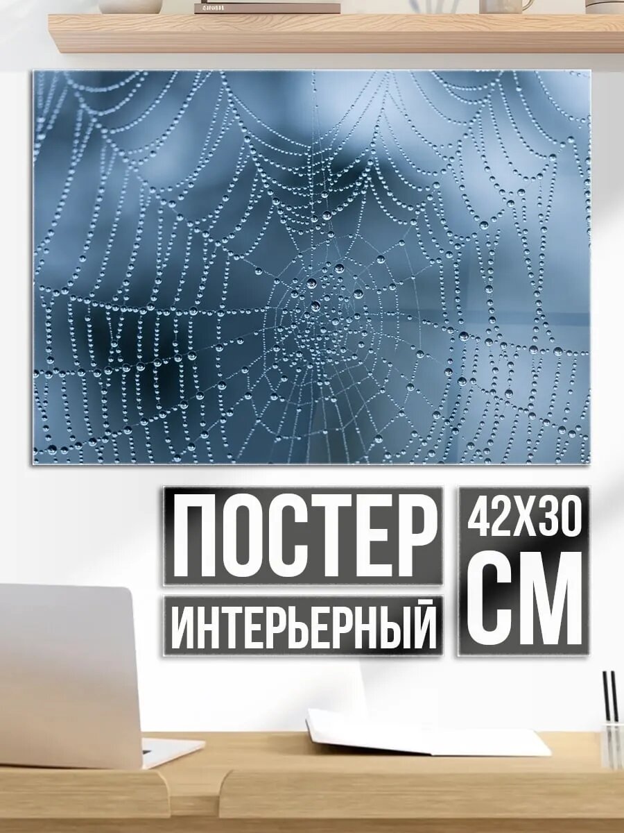 Плакат постер Паутина с росой