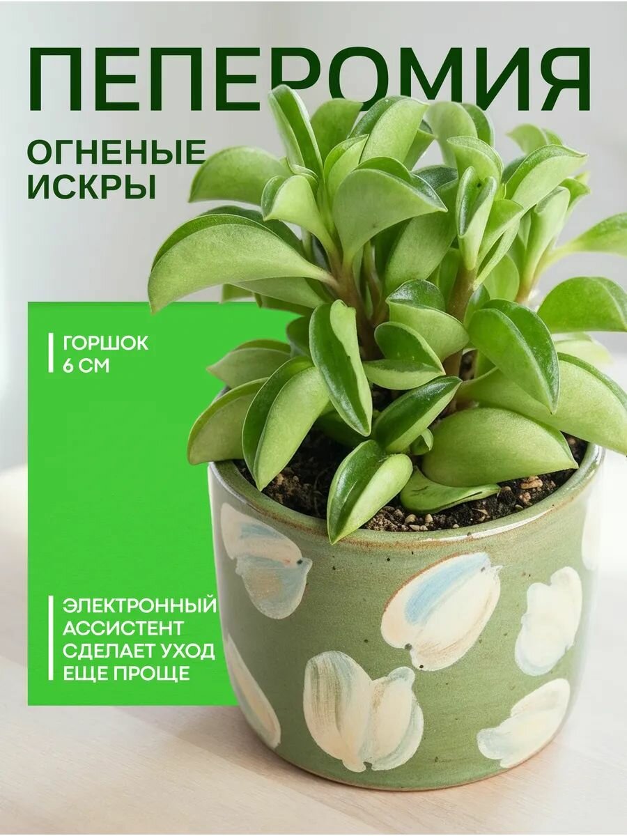 Пеперомия Огненные Искры Живое комнатное растение