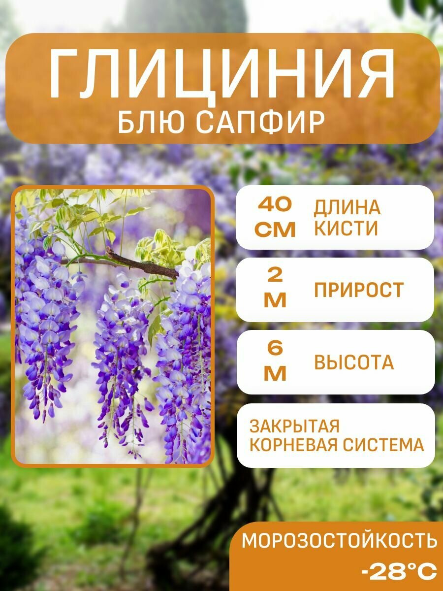 Глициния декоративная сорта "Блю Сапфир", (1 шт), морозостойкая