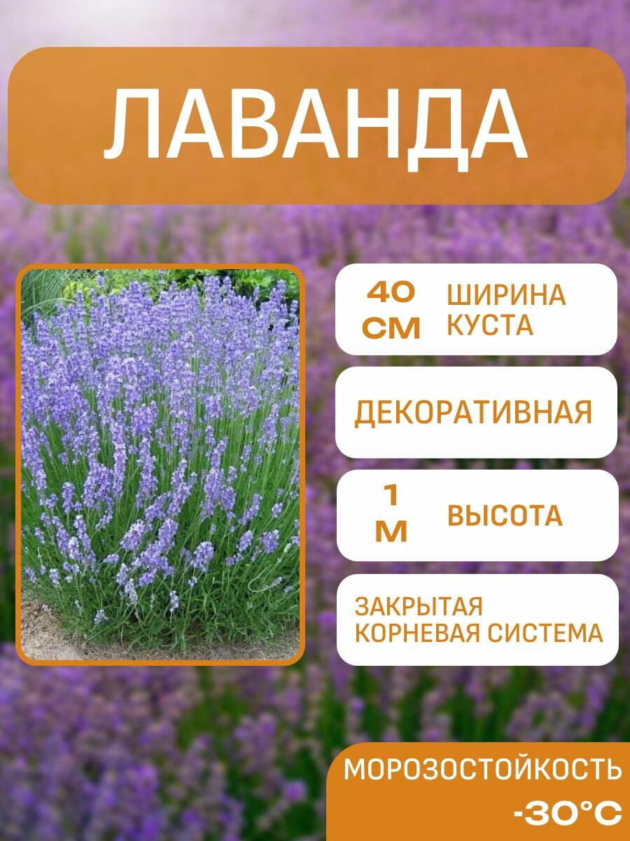 Лаванда декоративная, (1 шт), морозостойкая, ароматная для сада