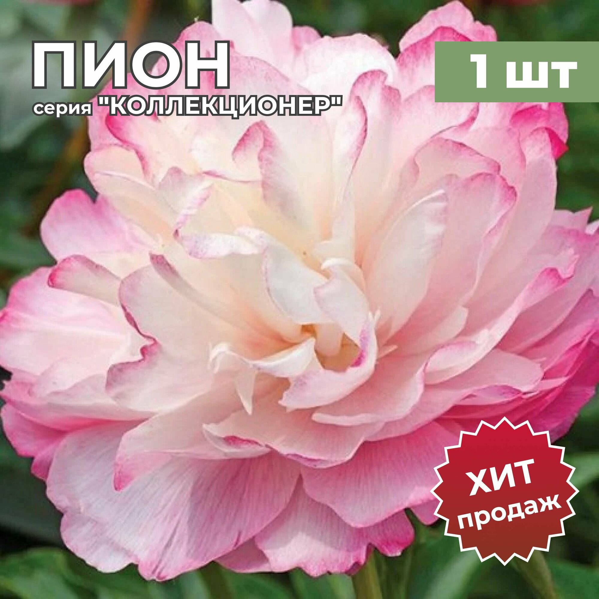 Пион Калатея "Джокер", многолетник, высота 80 см, темно-розовый