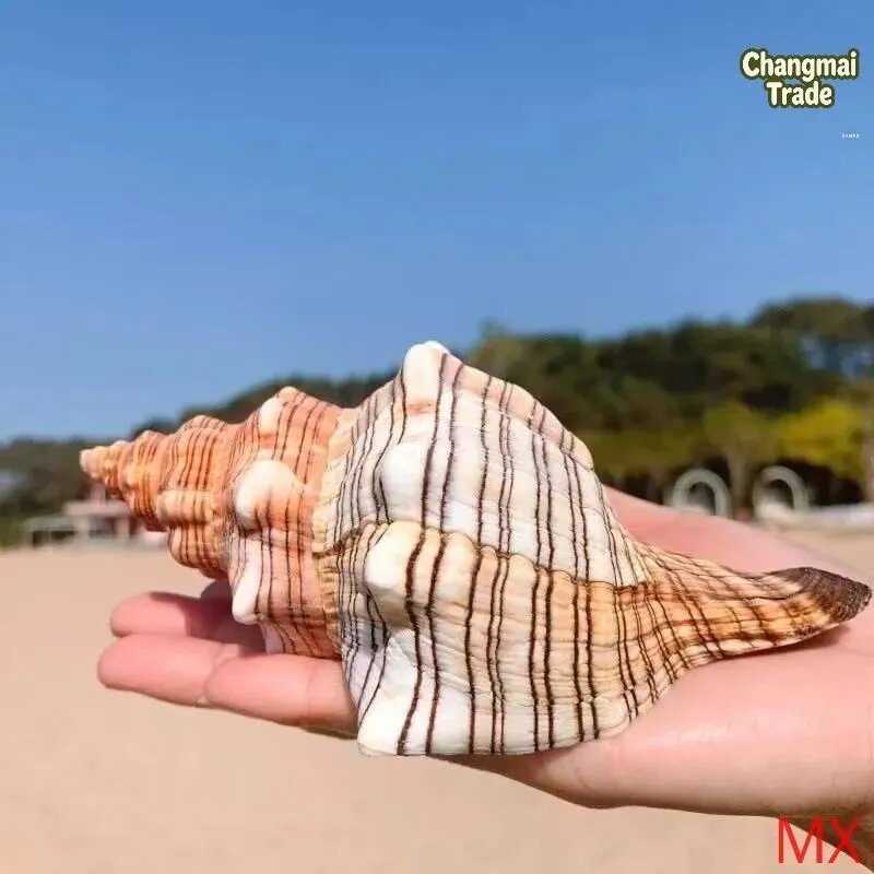 Ракушка морская натуральная Бурса Бубо12cm-13cm
