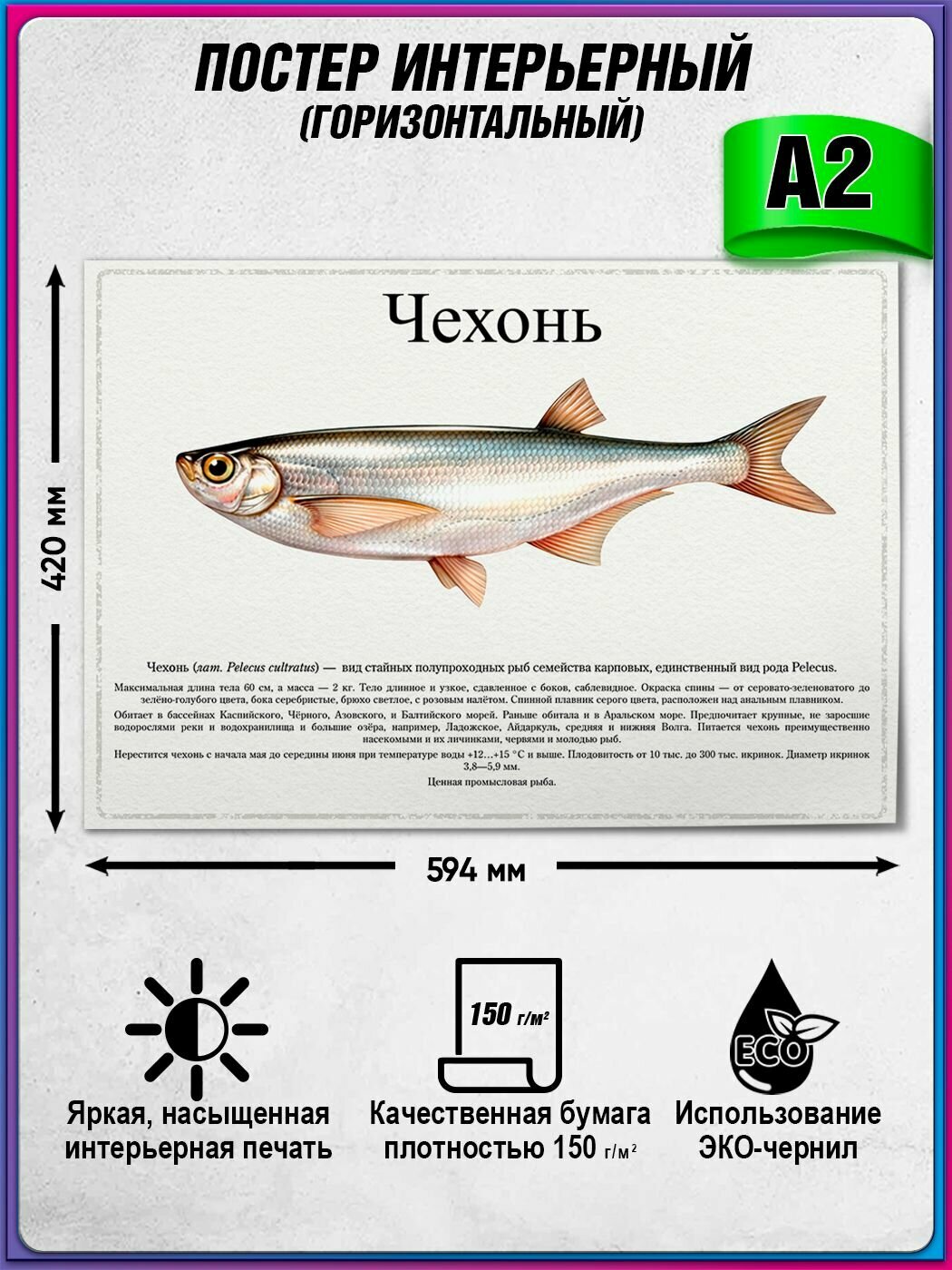 Постер интерьерный "Чехонь" с описанием, плакат, подарок на День рыбака / А-2 (60x42 см.)