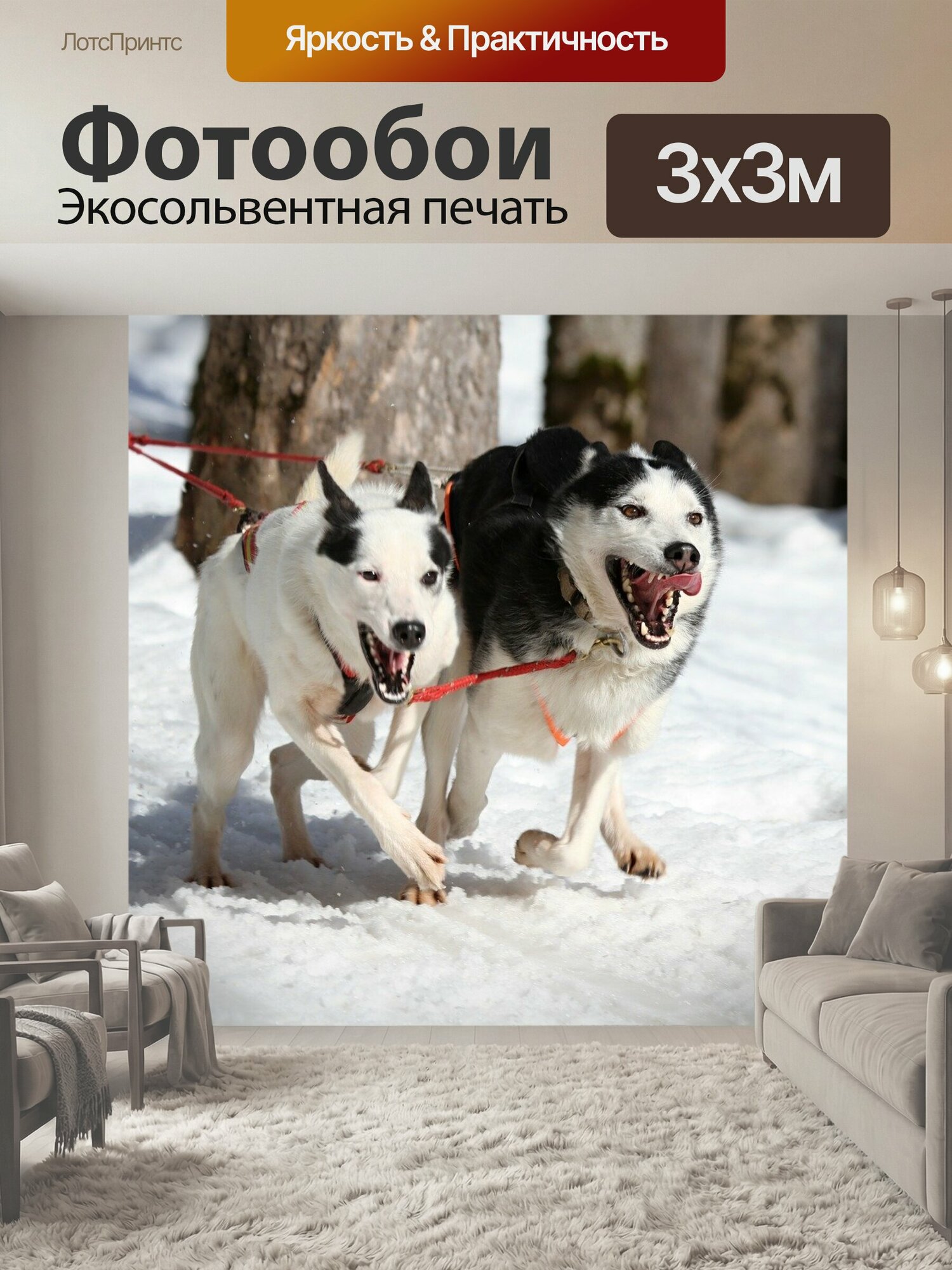 Фотообои "Хаски, собака, лицо" 300x300 см. экосольвентная печать