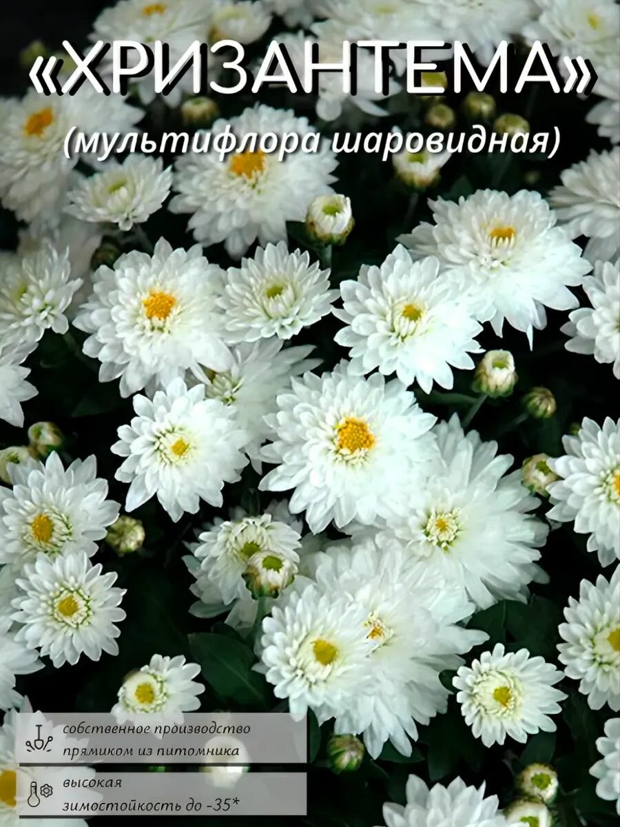 Хризантема мультифлора Ариэль