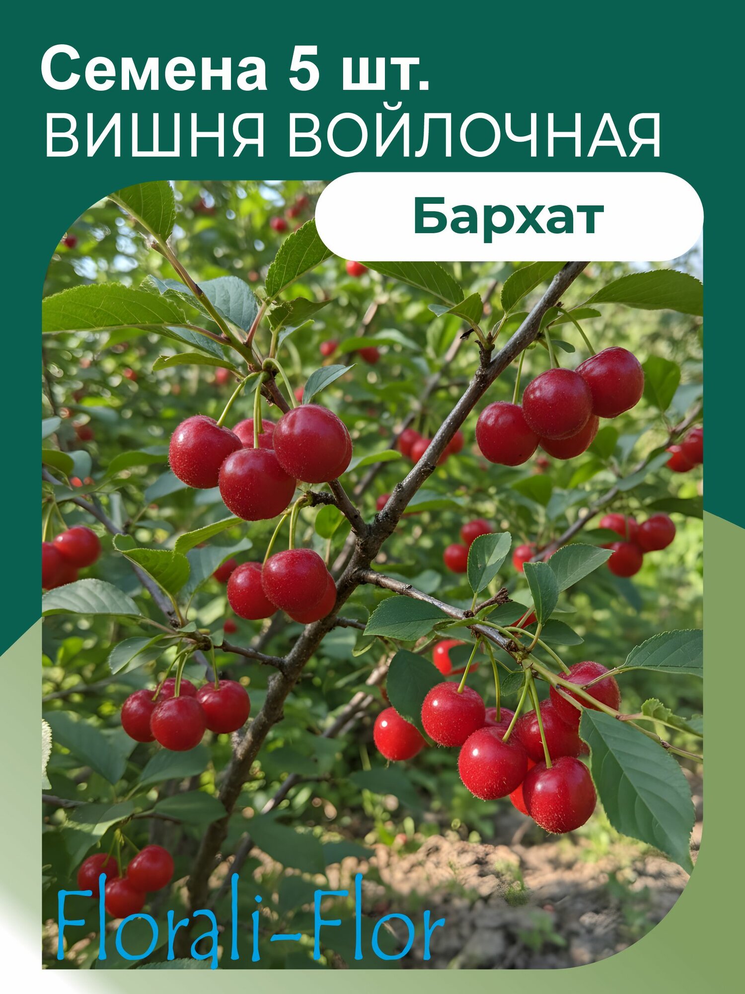Вишня Войлочная Семена