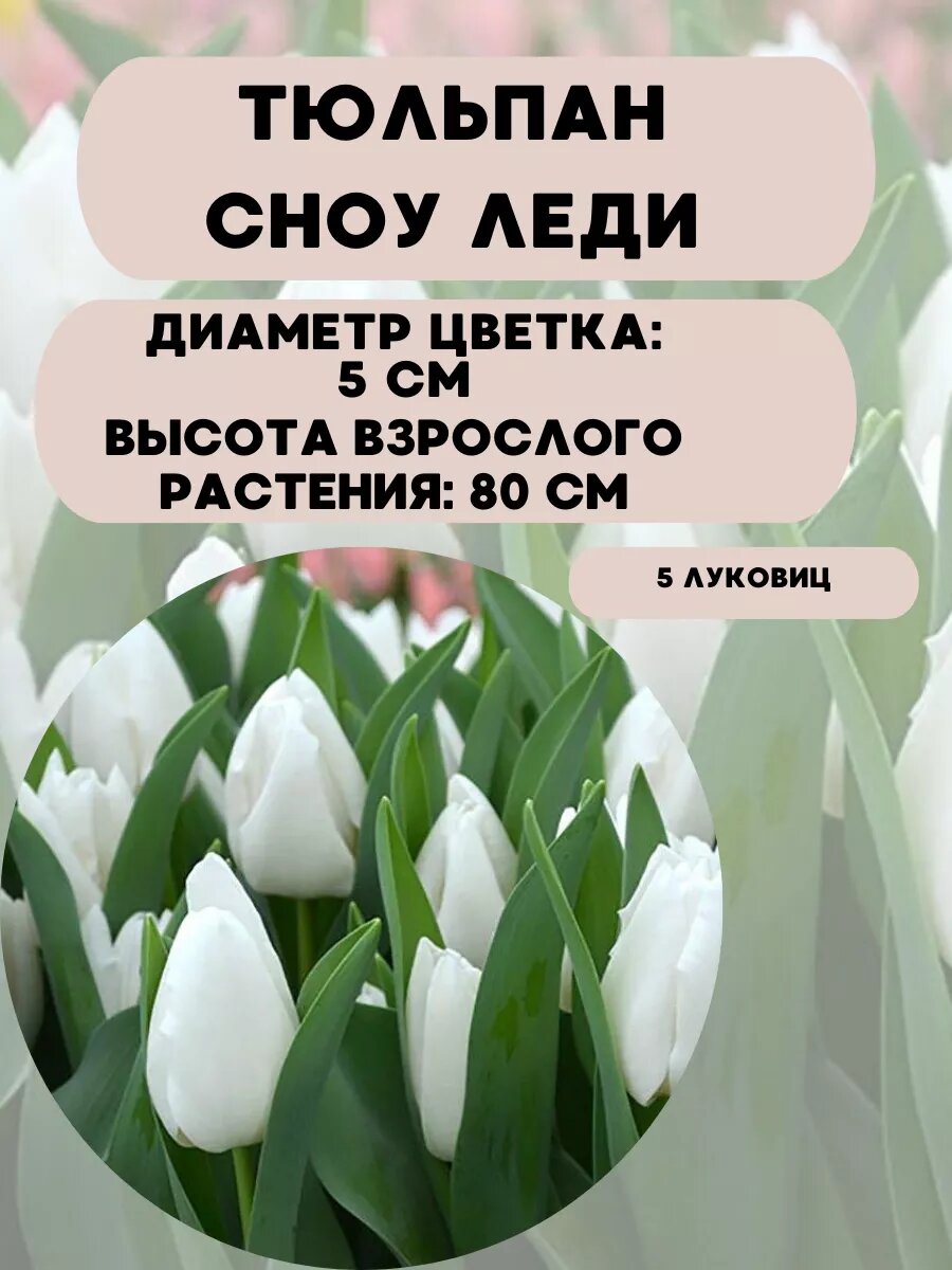 Луковицы тюльпана махровый попугайный