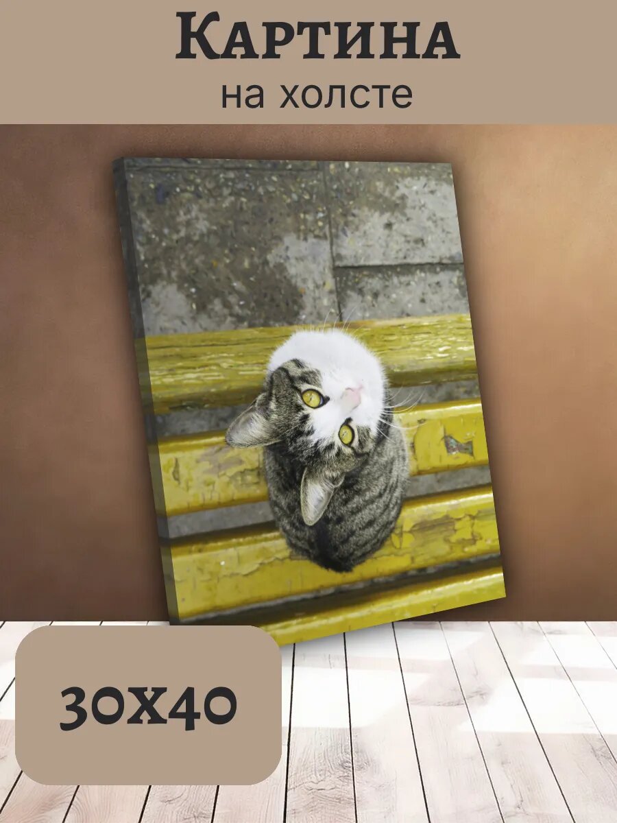 Картина Постер Кот Кошка Cat 30x40 серый Полосатый Уличный