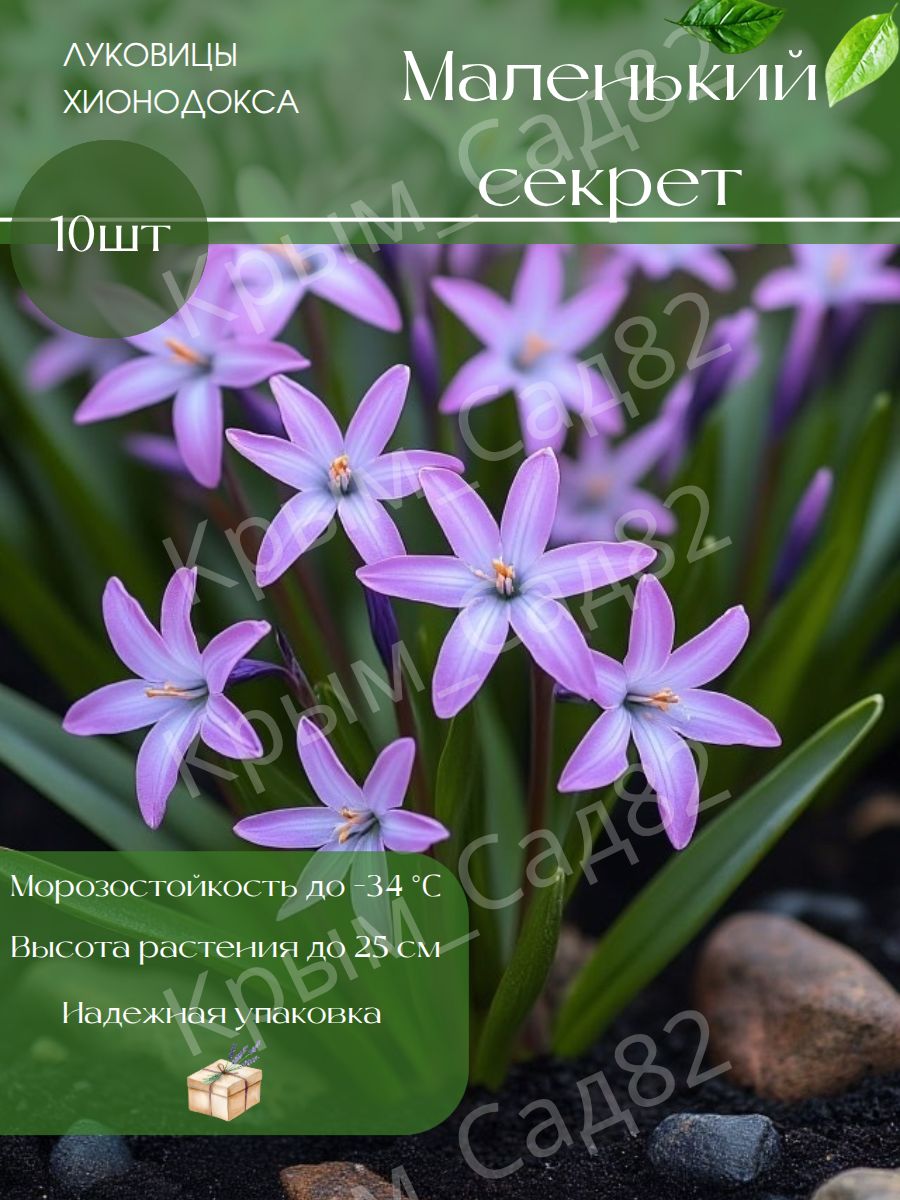 ЛУковицы Хионодоксы (Пролиска)