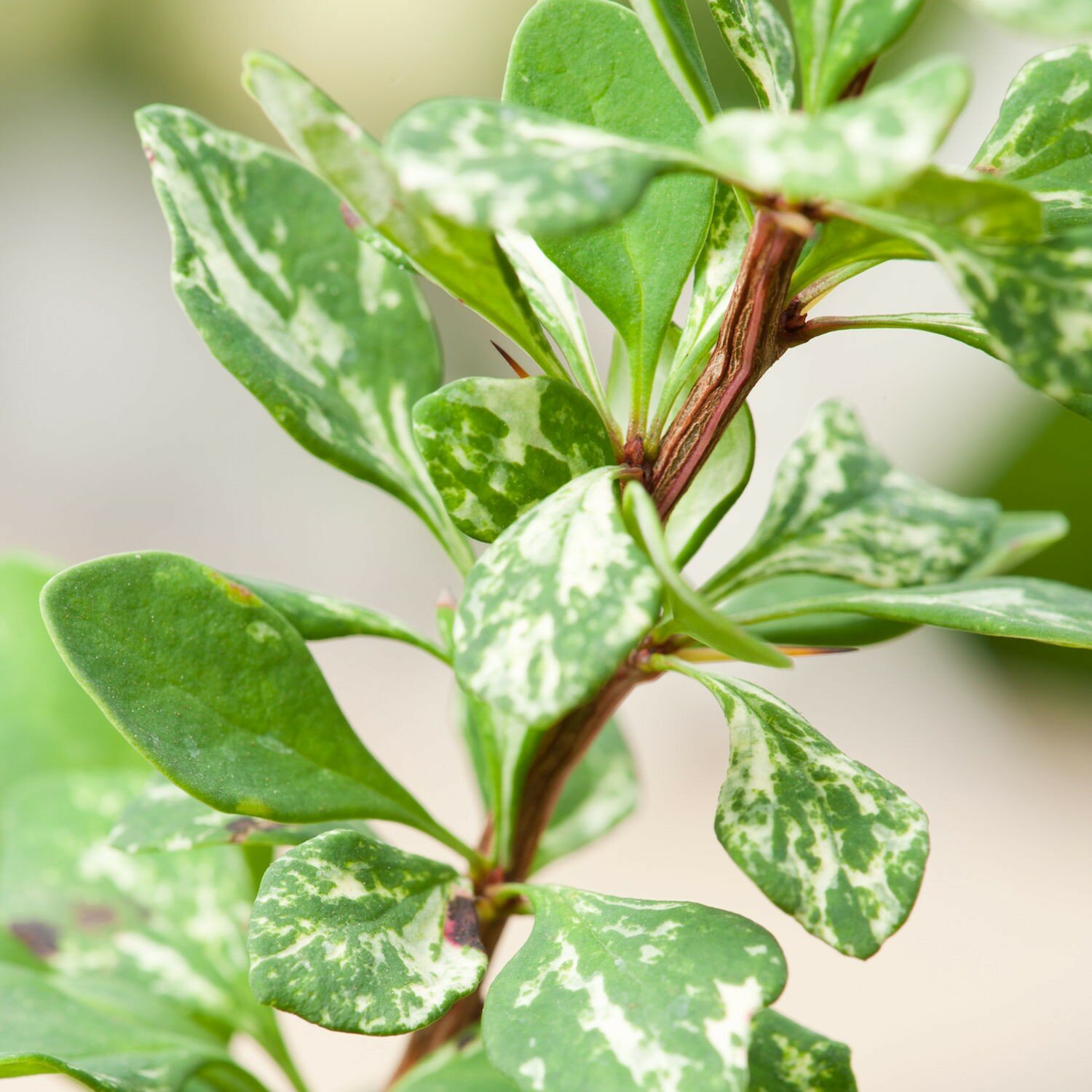 Барбарис Тунберга Паувау (1 саженец в горшке Р9), Нидерланды