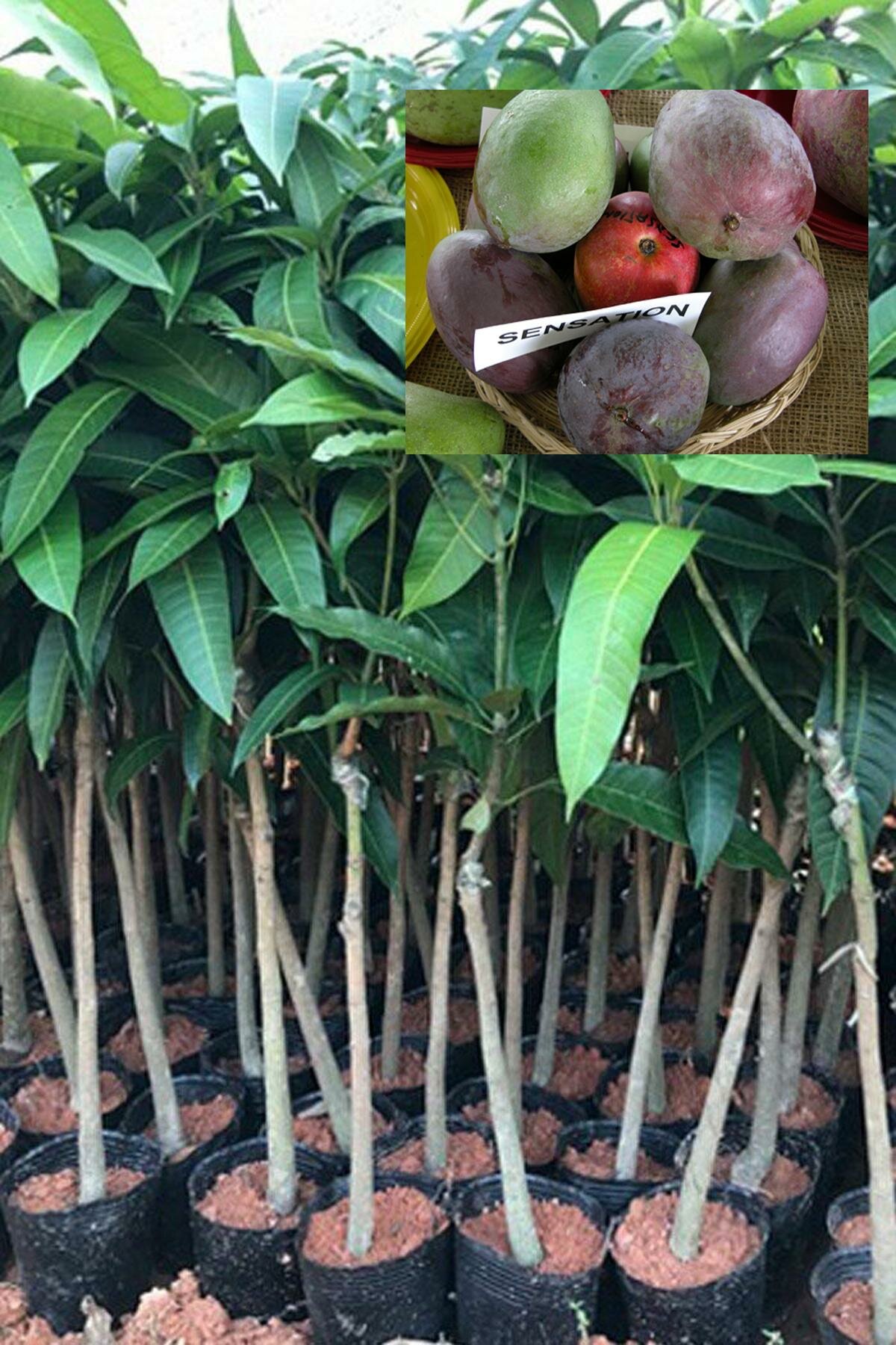 Манго Сенсейшел - Mangifera Sensation D18 H140-165см