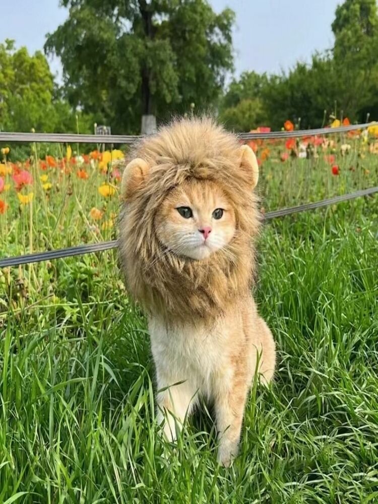 Кошка Лев Головной убор