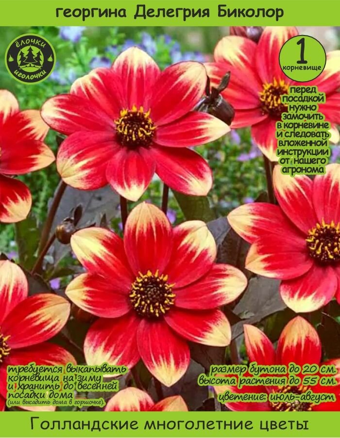 Георгина Корневище, Делегрия Биколор, 1 шт