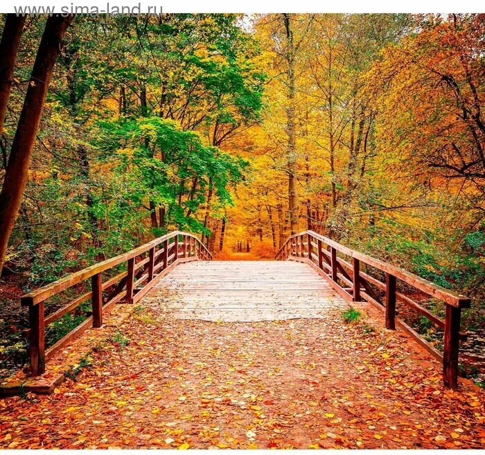 Супермоющиеся антивандальные фотообои Антимаркер, "Мост в осенний парк", 6-А-606, 300х270 см