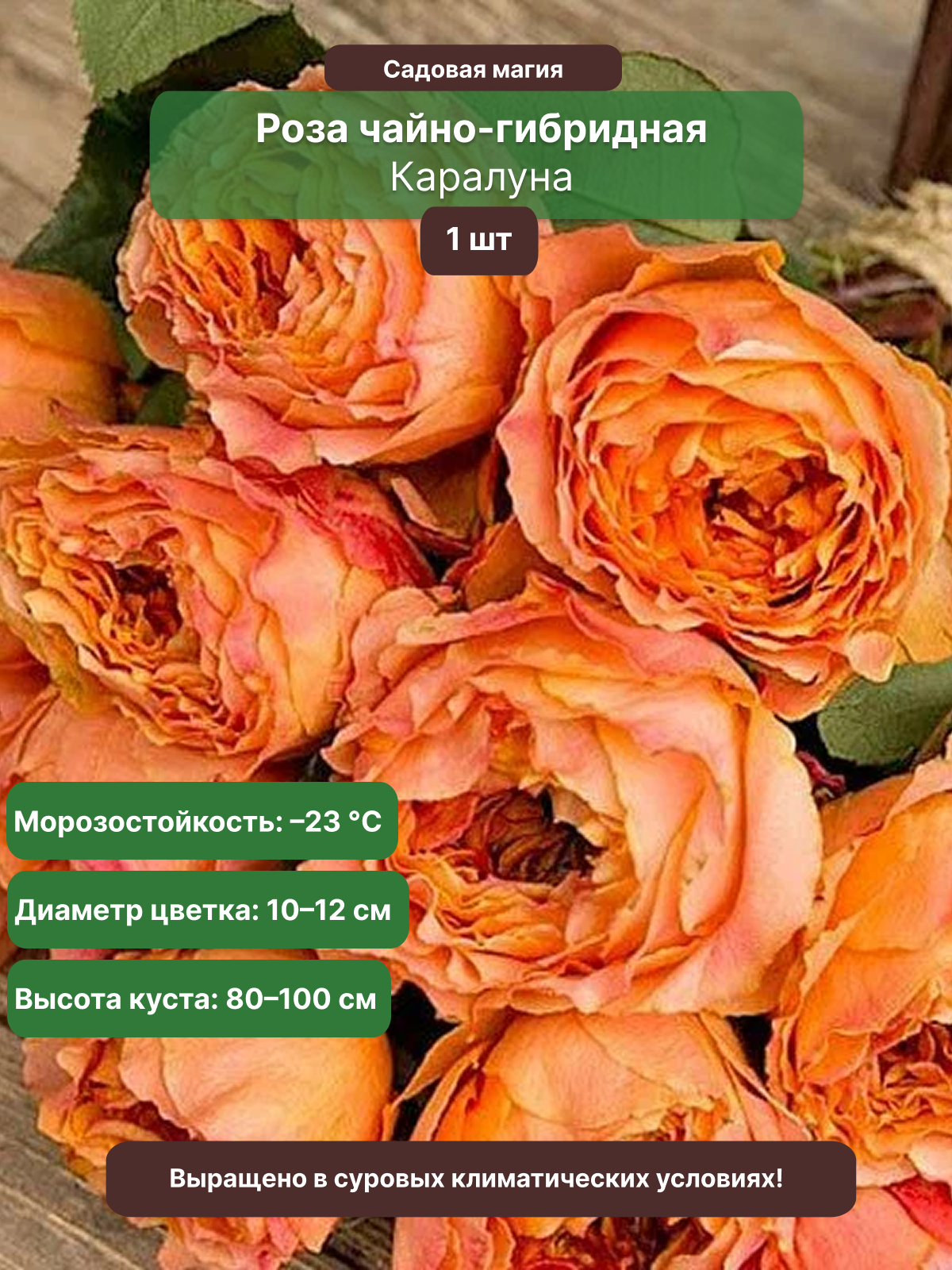 Роза Каралуна, 1 саж, чайно-гибридная, оранжевая, 40см, многолетняя