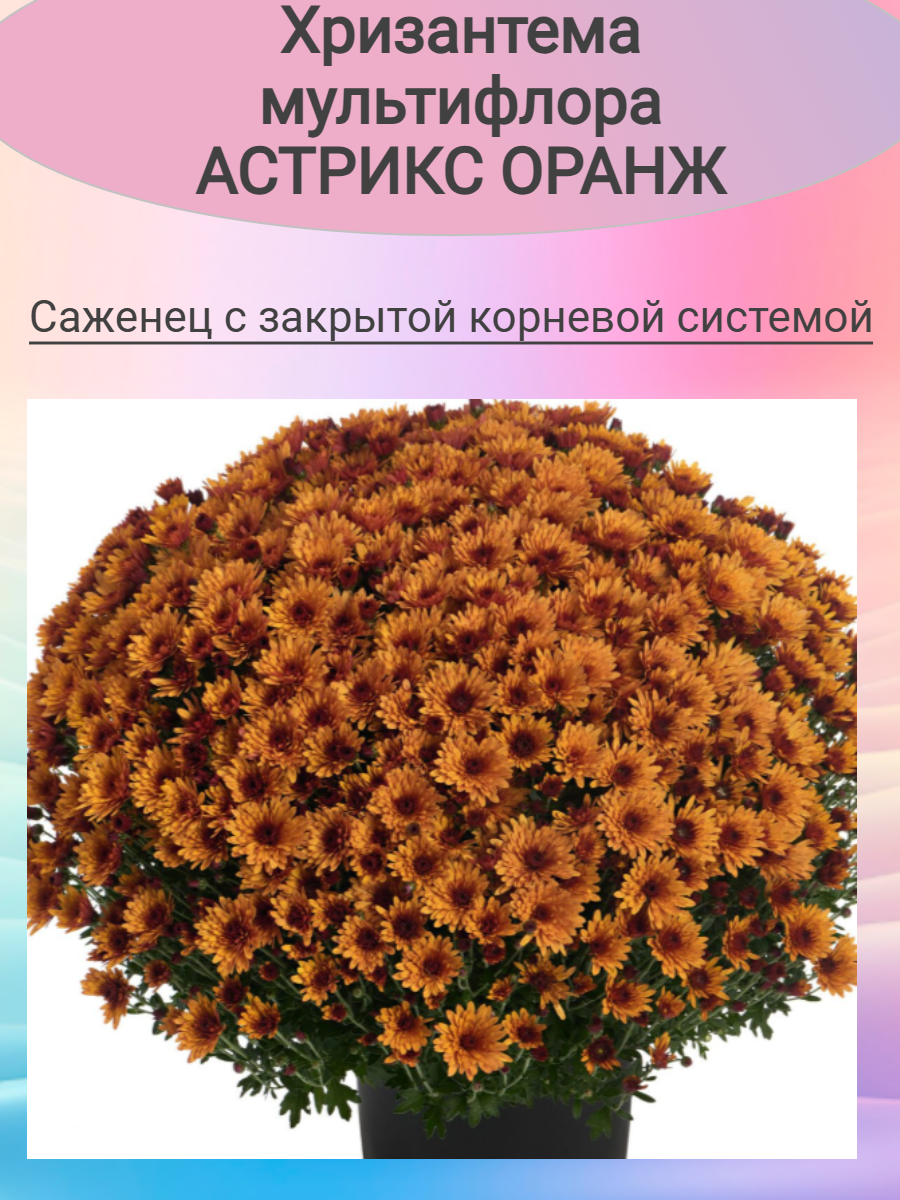 Хризантема мультифлора Астрикс Оранж