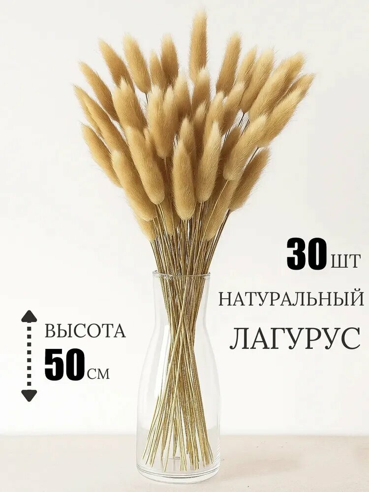 Сухоцветы Лагурус, 50 см, 30 шт
