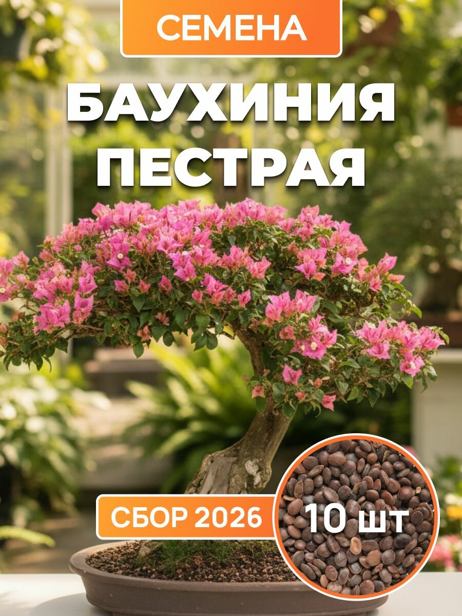 Семена Баухиния пестрая (Bauhinia variegata) — Камелиевое дерево, комнатное цветущее растение с розовыми цветами, 10 шт