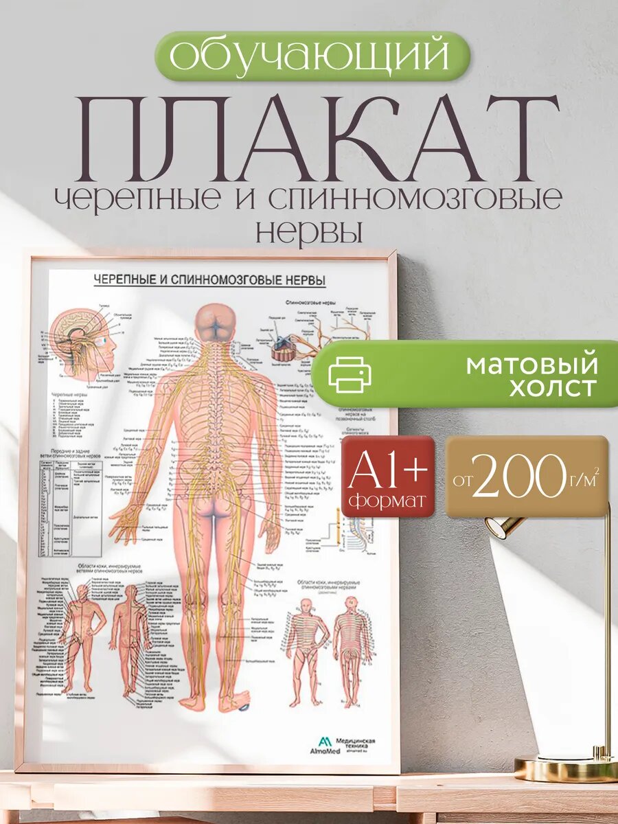 Черепные и спинномозговые нервы, плакат А1+, матовый холст от 200г/м2