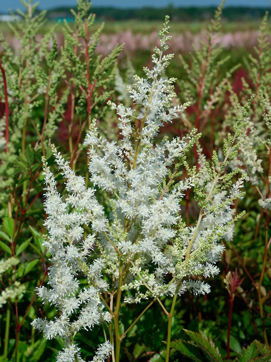 Астильба Арендса Diamant