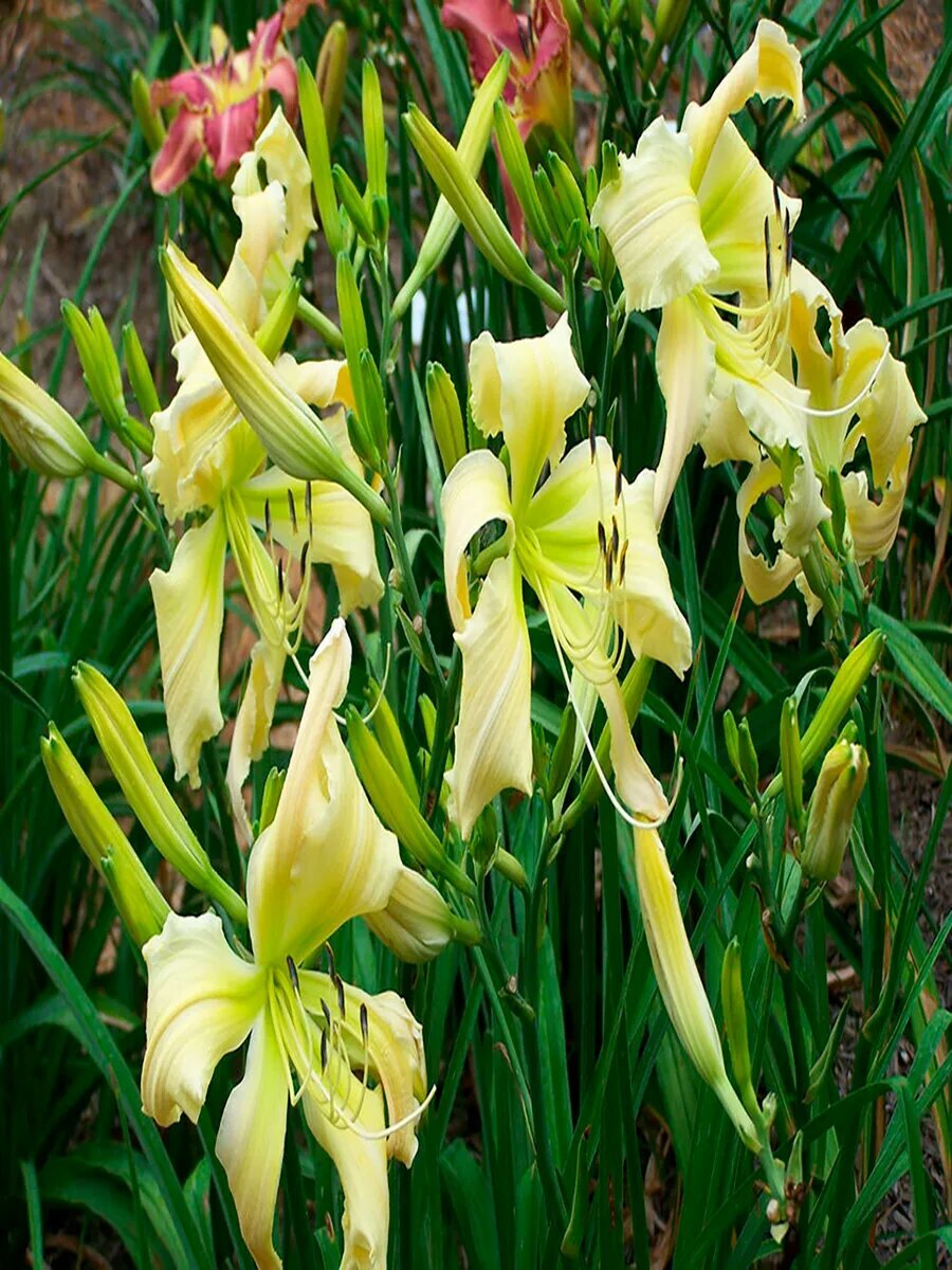 Лилейник Heavenly Curls C1