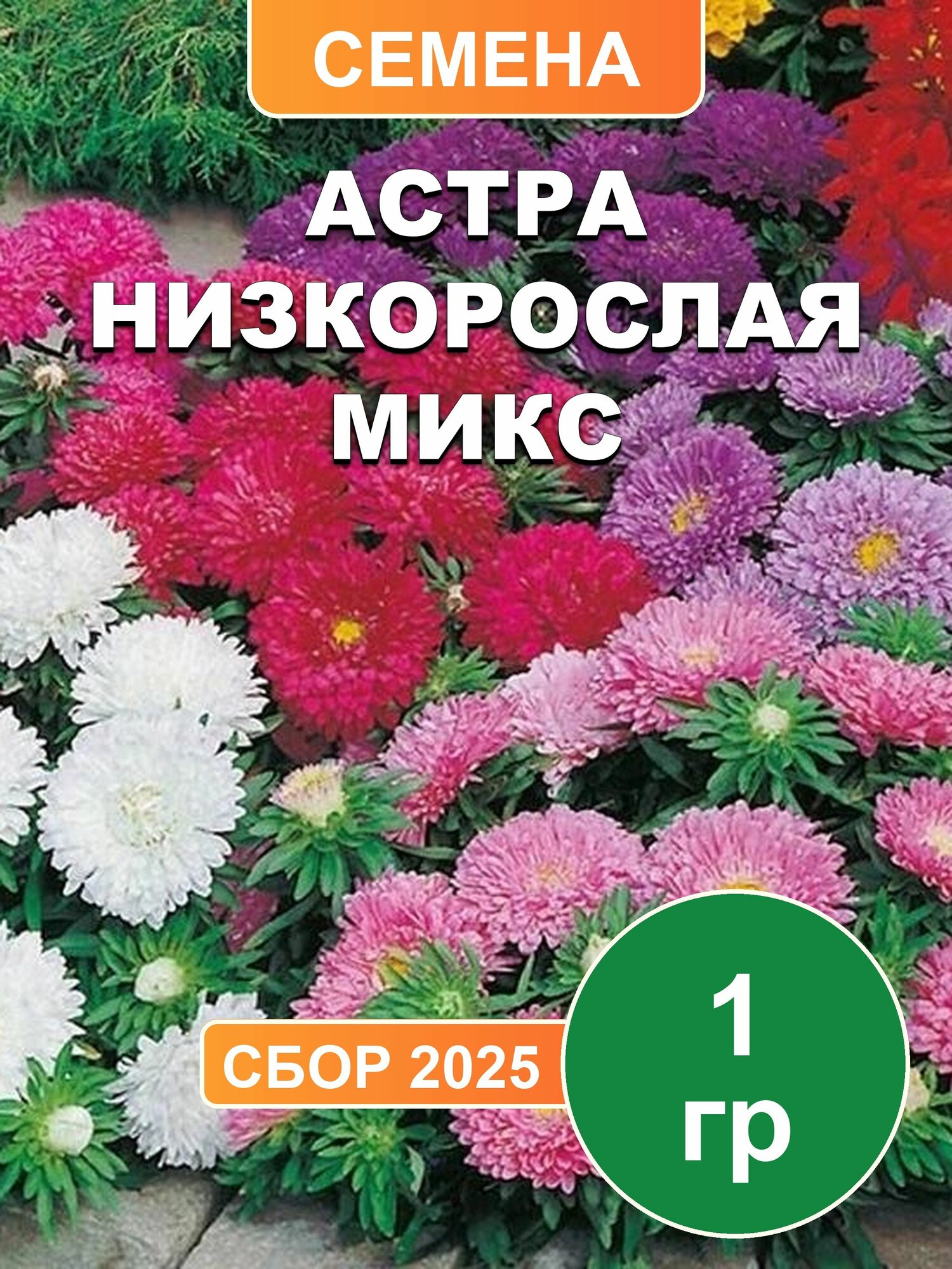 Астра низкорослая микс, семена, 1гр