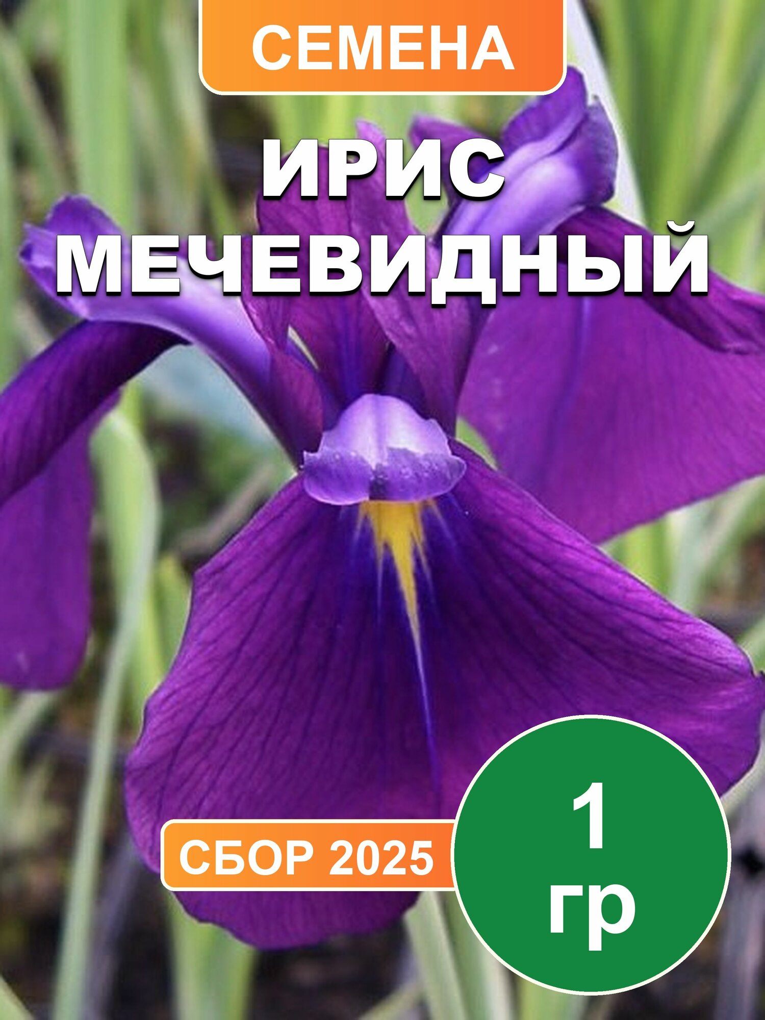 Ирис мечевидный японский, семена, 1гр