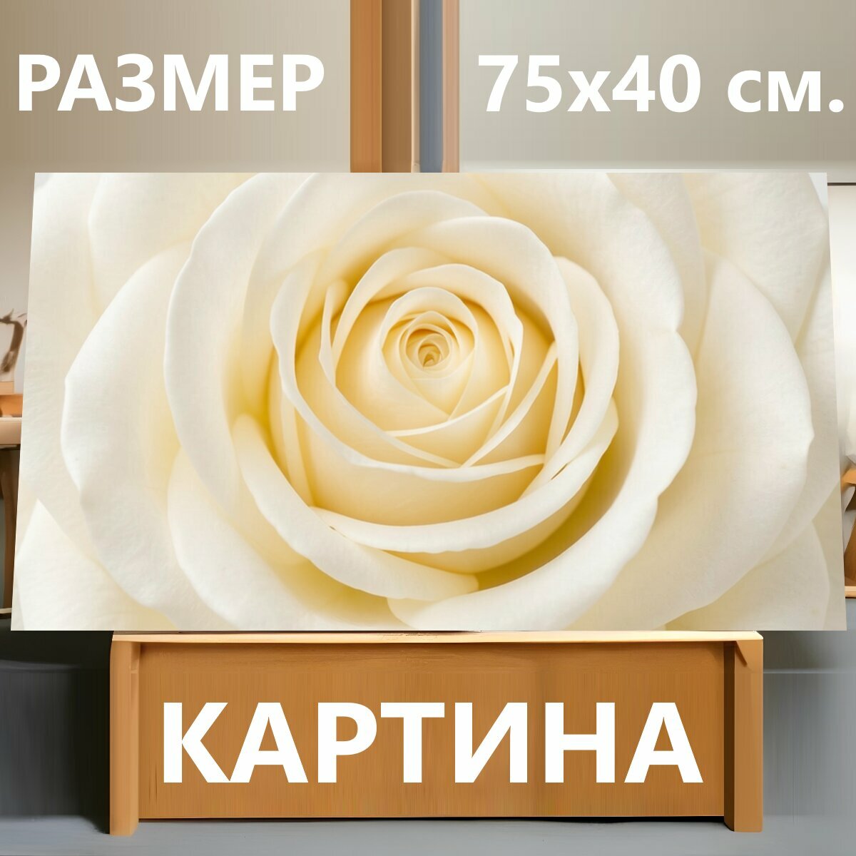 Картина на холсте "Белая роза в крупном плане. Нежный макро-кадр элегантного цветка с бархатистыми лепестками, кремово-молочными и золотистыми." на подрамнике 75х40 см. для интерьера