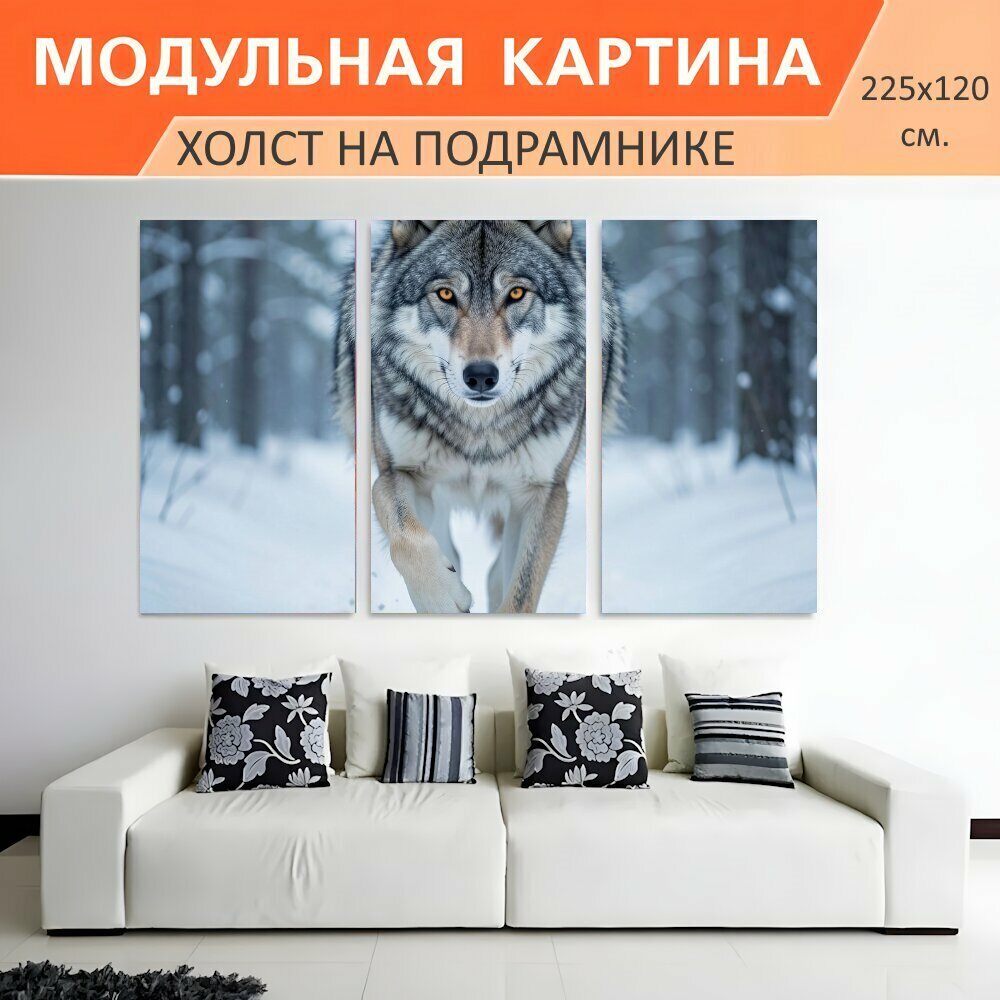 Модульная картина на холсте "Серый волк в зимнем лесу. Хищный зверь идёт по заснеженной тропе среди елового леса, крупный план." триптих на подрамнике 225х120 см. для интерьера