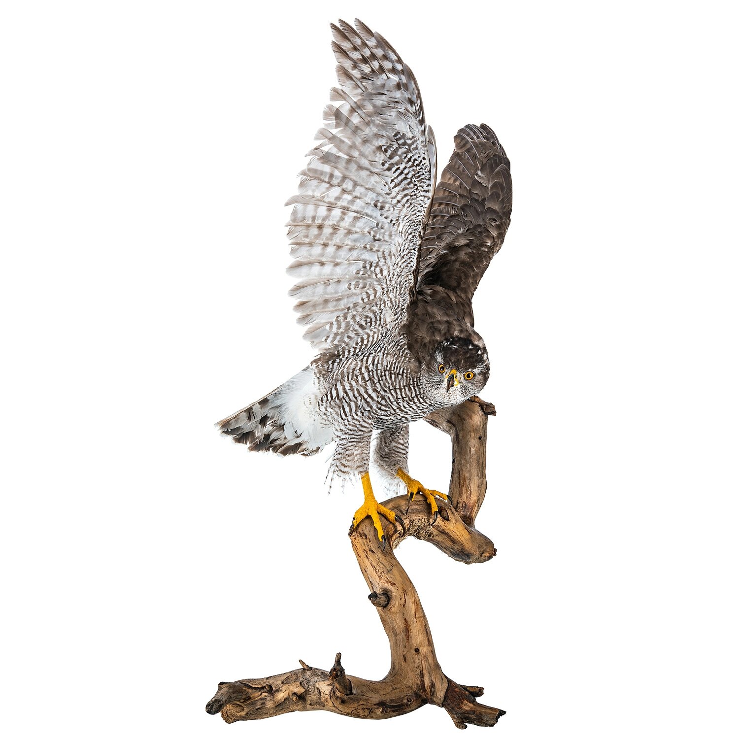 203234 Таксидермия чучело "Ястреб тетеревятник"