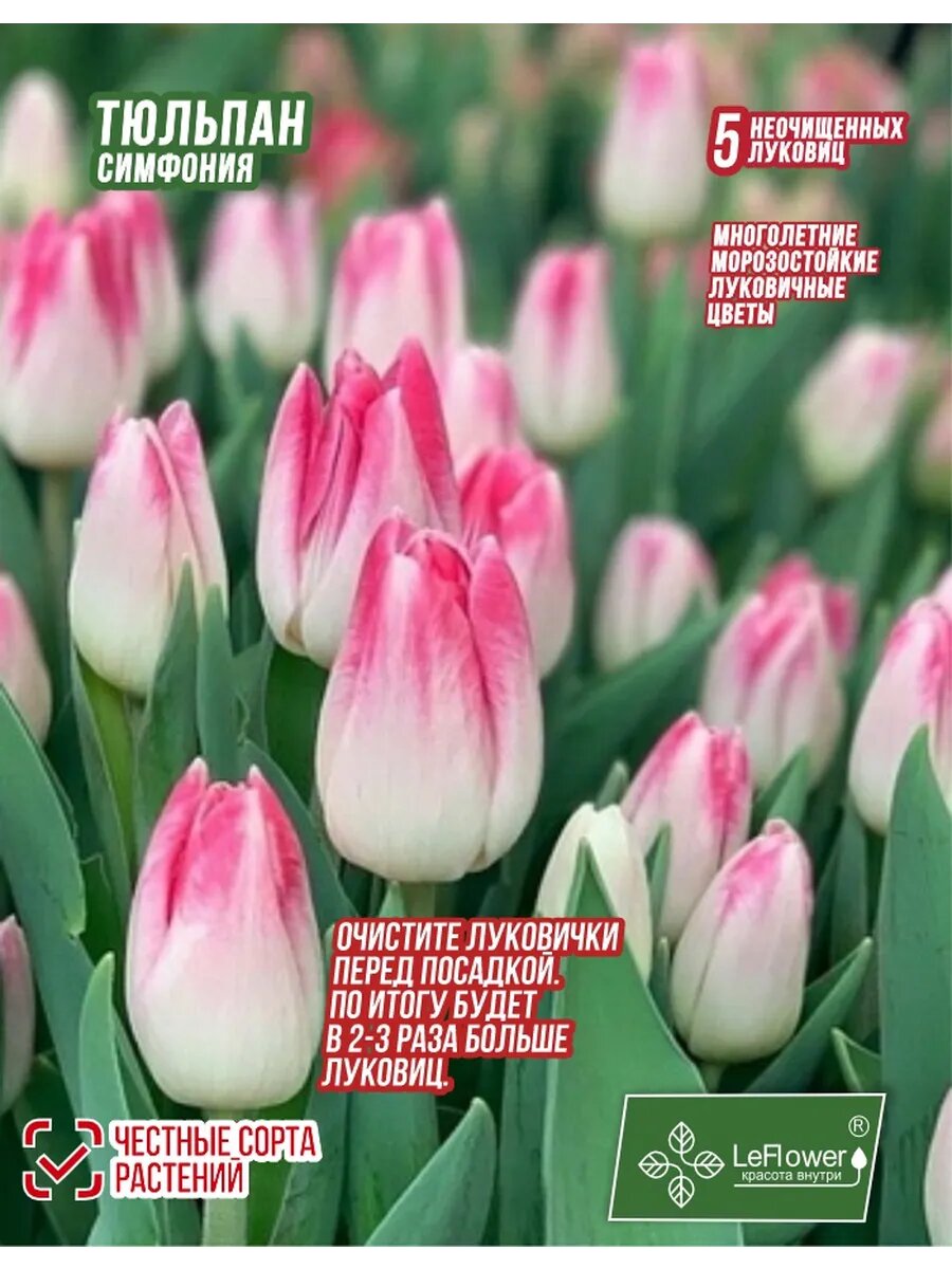 Тюльпан Луковица, Симфония, 5+ шт