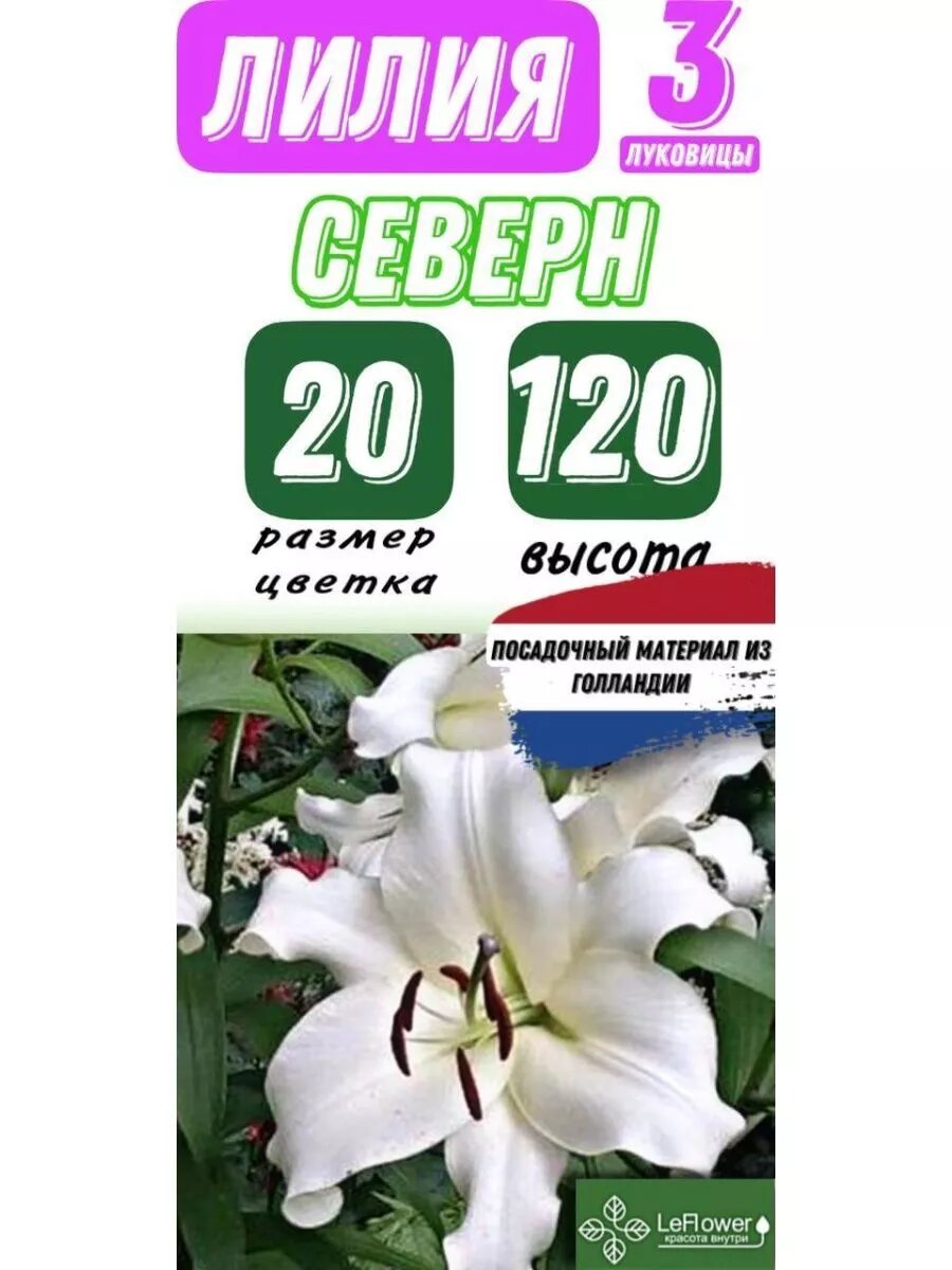 Набор луковиц LeFlower "Северн", многолетник, упаковка 3 штуки, одна упаковка