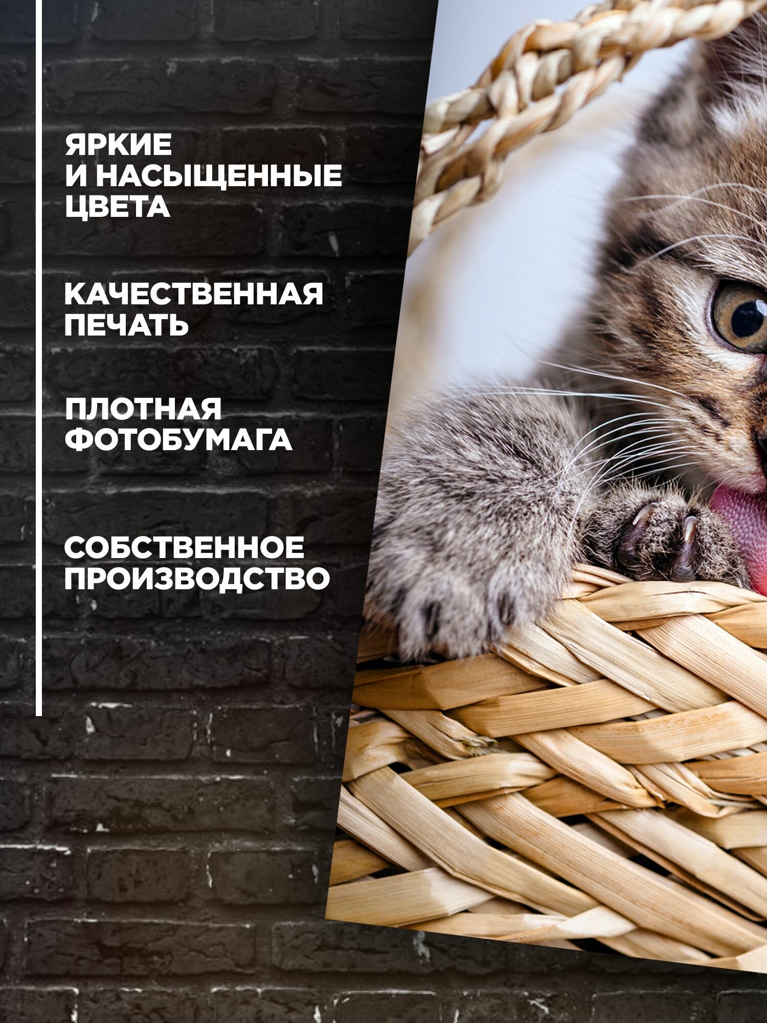 Постер Котики, Эстетика — фото 1