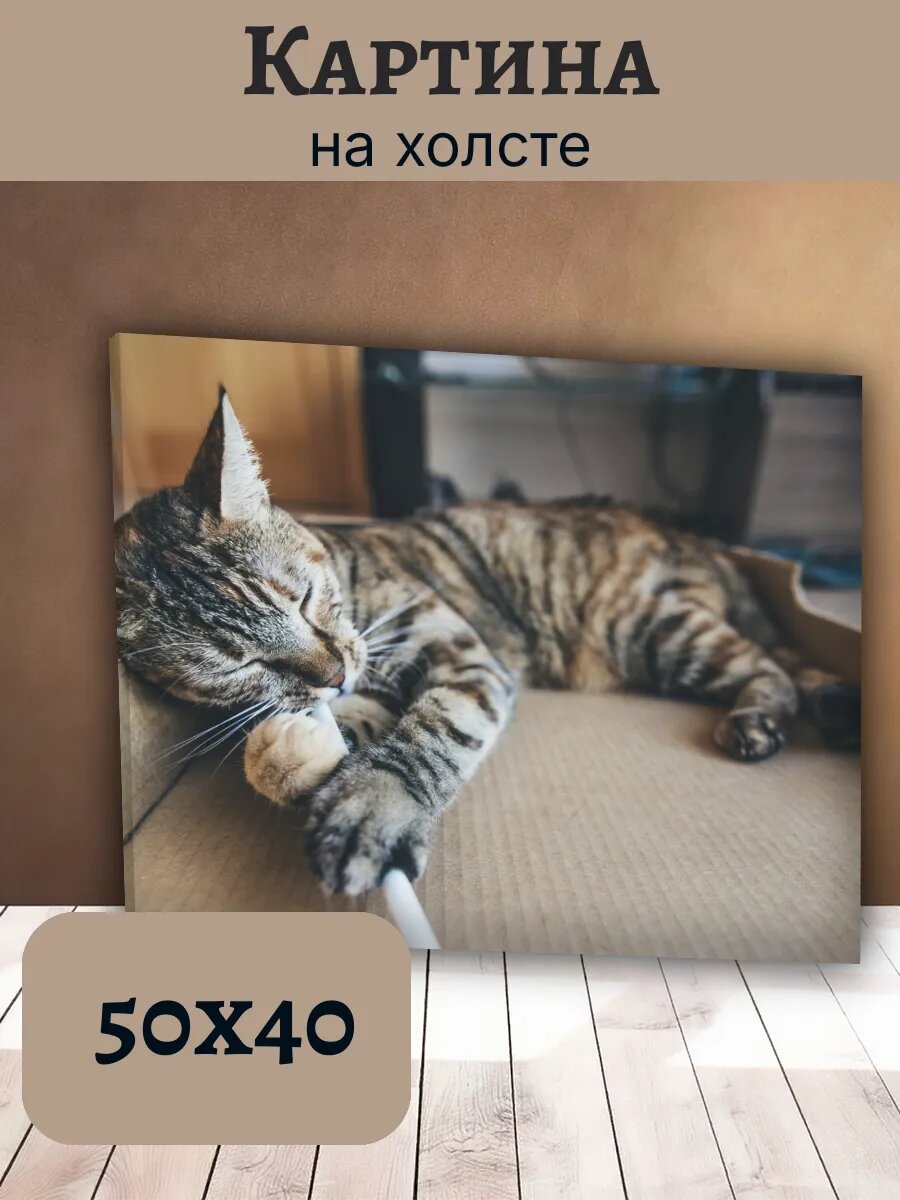 Картина Кот Кошка Cat 40x50 полосатый табби спит в коробке