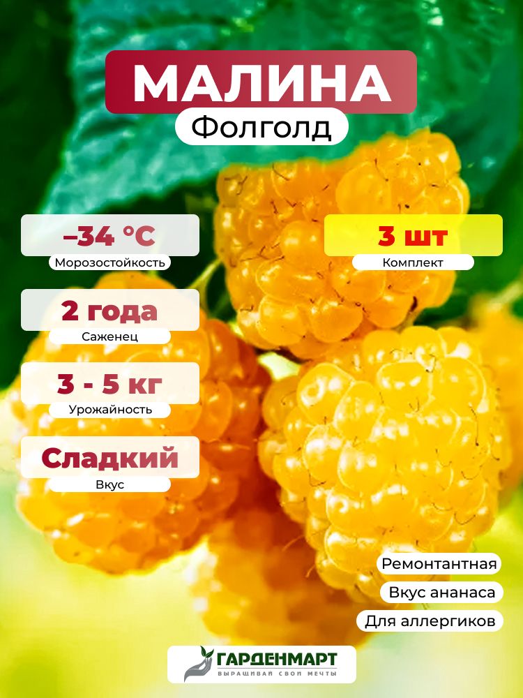 Саженец Малина со вкусом ананаса Фолголд, комплект 3 шт.