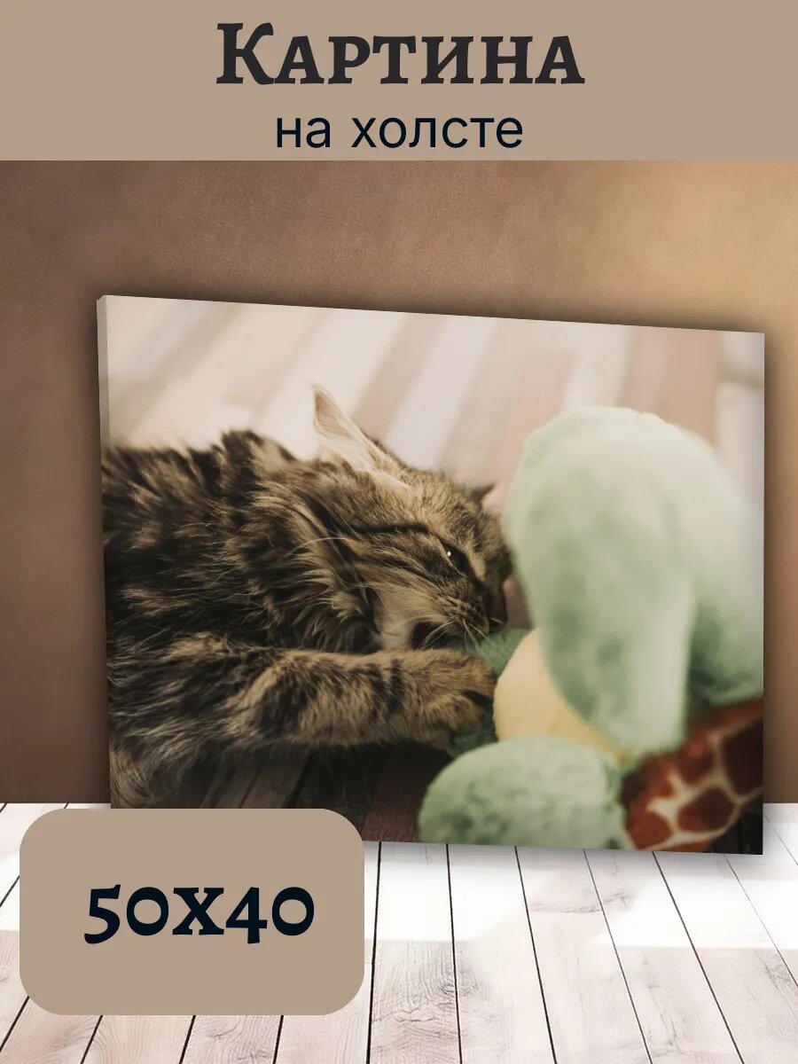 Картина Кот Кошка Cat 40x50 с милым пушистым котенком