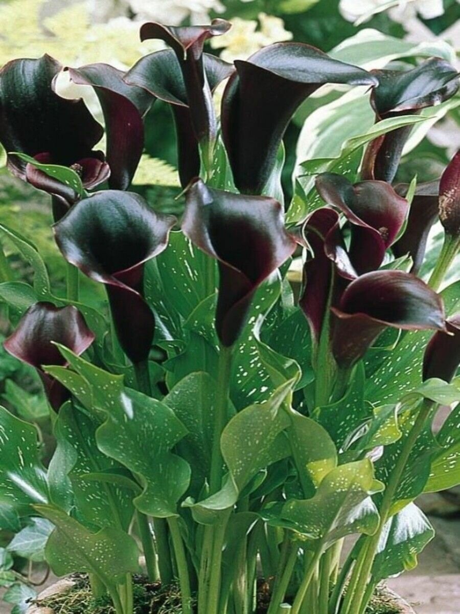 Калла Holland Bulb Market "Блэк", темно-фиолетовая, многолетняя, высота 45 см