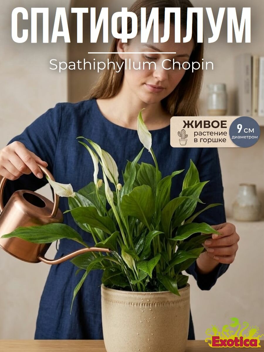 Спатифиллум Шопен (Spathiphyllum Chopin) D9см
