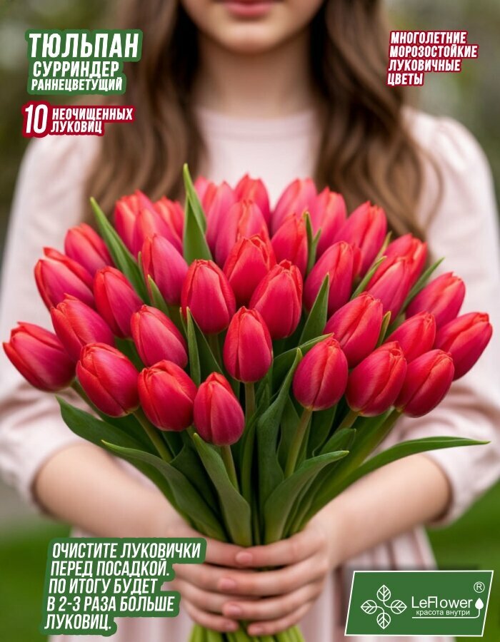 Тюльпан сурриндер 10 луковиц