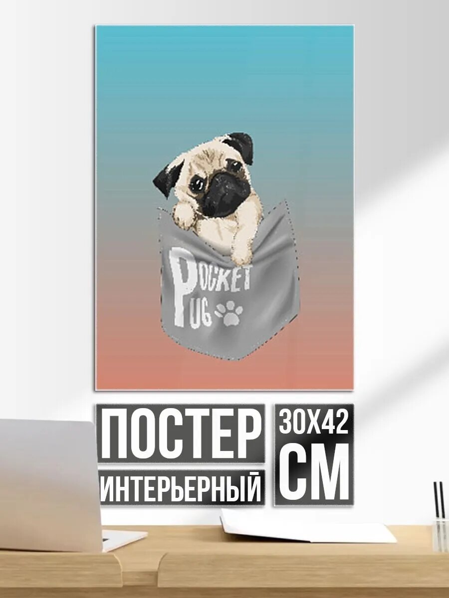 Постер на стену Карманный мопс