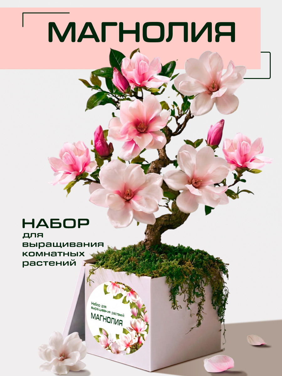 Набор для выращивания комнатных растений "Магнолия", вырасти бонсай дома